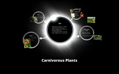 Carnivorous Plants- Junior Science by Vanessa W on Prezi