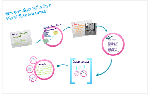 Gregor Mendel’s Pea Plant Experiments by Christine Moffett on Prezi