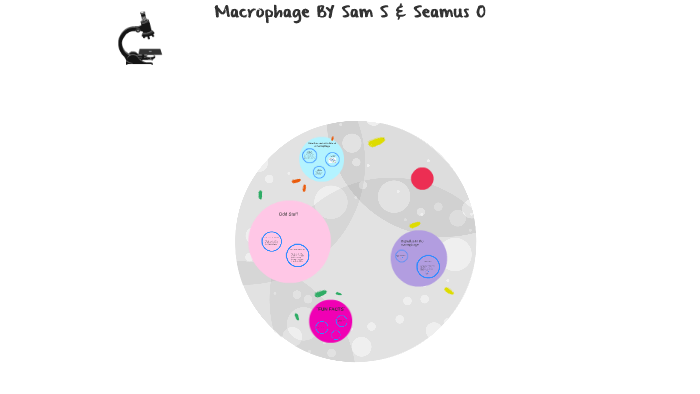 Macrophage BY Sam S & Seamus O by Seamus Ohahan on Prezi