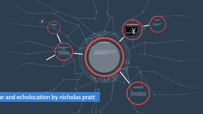 how does echolocation work by Nico Pratt on Prezi