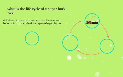what is the life cycle of a paper bark tree by willa macpherson on Prezi