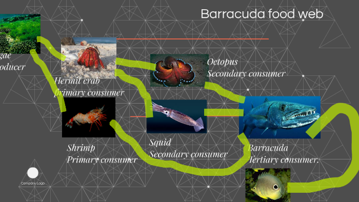 Barracuda food web by Blake Frost on Prezi