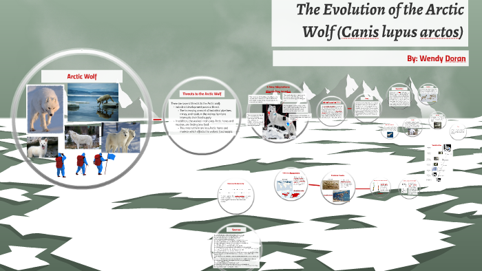 The Evolution of the Arctic Wolf by Wendy Doran on Prezi