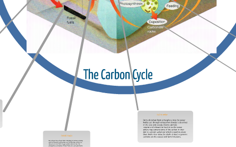 The Carbon Cycle and Cellular Respiration by tazeen khan on Prezi