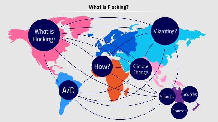 What Is Flocking? by Angela Arnold on Prezi