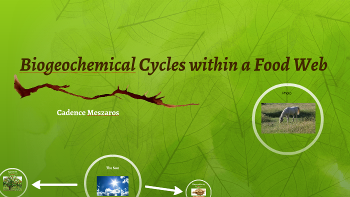 Biogeochemical Cycles within a Food Web by Cadence M on Prezi