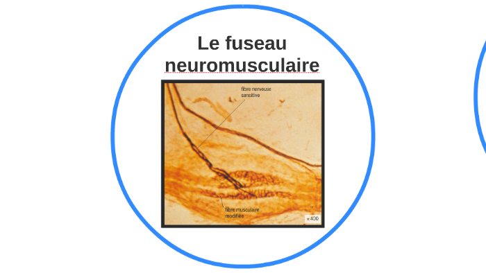 Le fuseau neuromusculaire by Thomas Sortet on Prezi