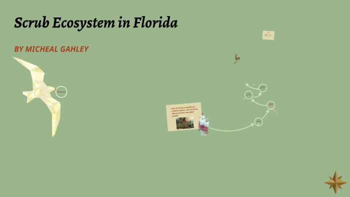 Scrub Ecosystem by Micheal Gahley on Prezi