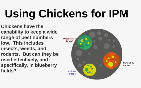 Using Chickens for IPM by Sam Robertson on Prezi