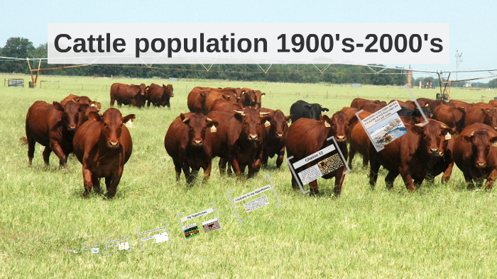 Cattle population 1900's-2000's by karl wilson on Prezi