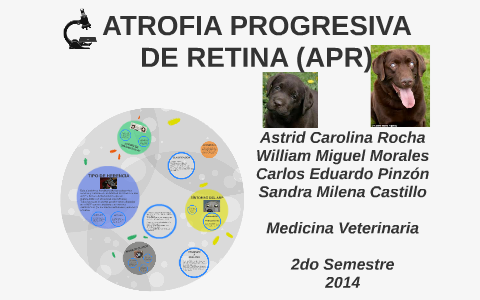 ATROFIA PROGRESIVA DE RETINA (APR) by carlos eduardo pinzon on Prezi
