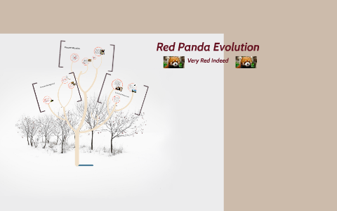 Red Panda Evolution by Octavio Altamirano on Prezi