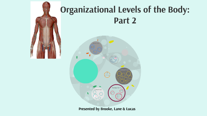 Organizational Levels of the Body: Part 2 by Brooke Whitaker on Prezi