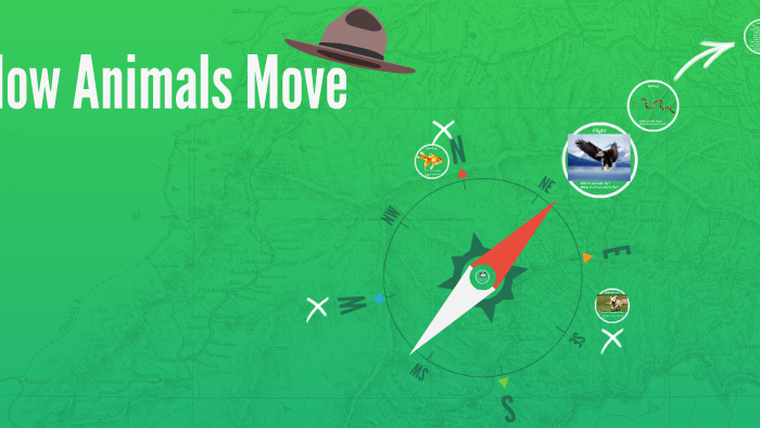 How Animals Move by on Prezi