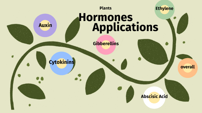 Plants Hormones Applications by Baraah Gassan on Prezi
