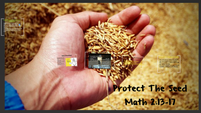 Protect The Seed by Diallo Ingraham