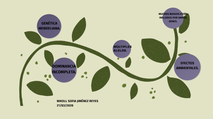 GENÉTICA MENDELIANA HUMANA by Nikoll Jimenez on Prezi
