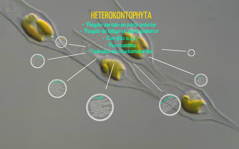 Chrysophyceae by Sara Huerta on Prezi