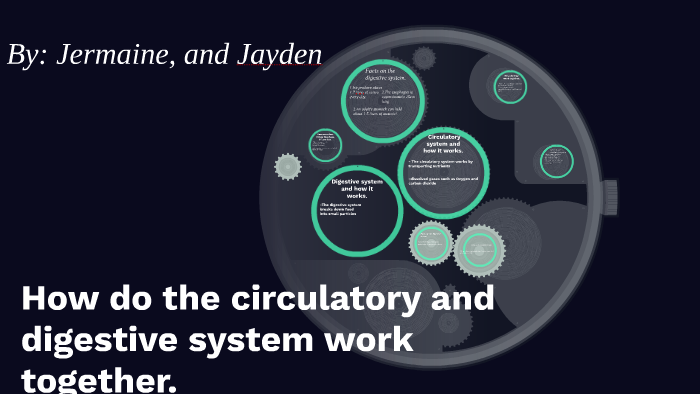 how do the circulatory and digestive system work together. by jermaine ...