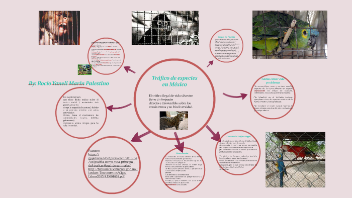 Trafico de Especies en México by Yaneli Marin on Prezi