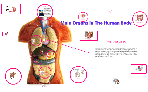Main Organs in The Human Body by shivam r on Prezi