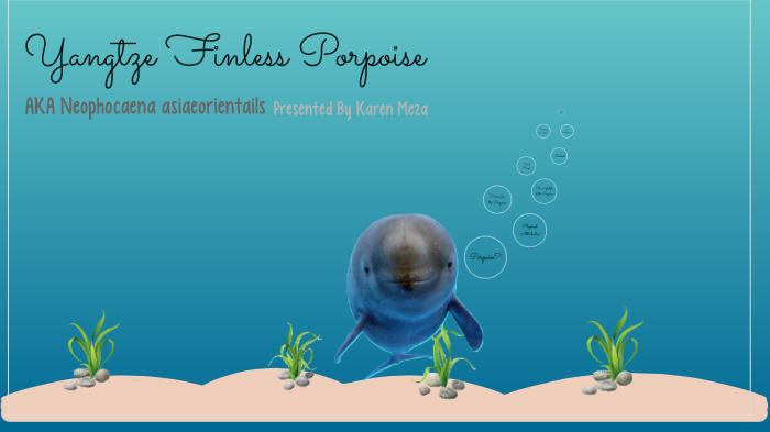 Finless Yangtze Porpioes