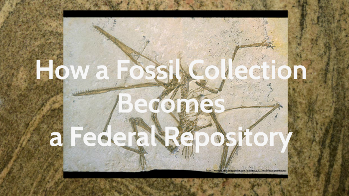 How a Fossil Collection Becomes a Federal Repository by G M on Prezi