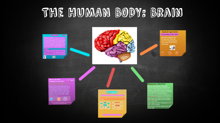 The HUMAN BODY: Brain by Jada Chang on Prezi