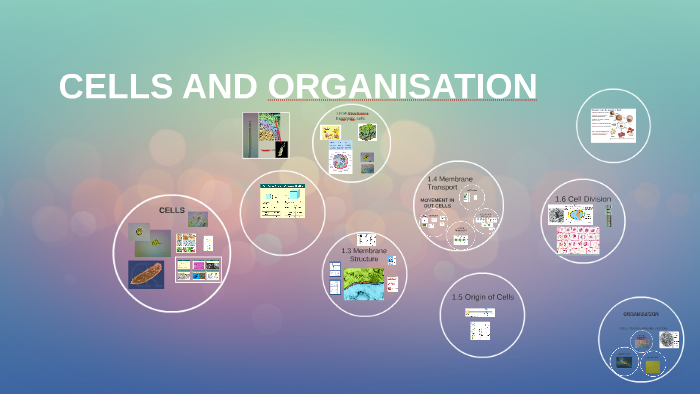 CELLS AND ORGANISATION by Peter Gulian on Prezi