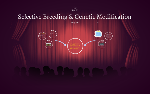 Selective Breeding & Genetic Modification by Emma Shelton on Prezi