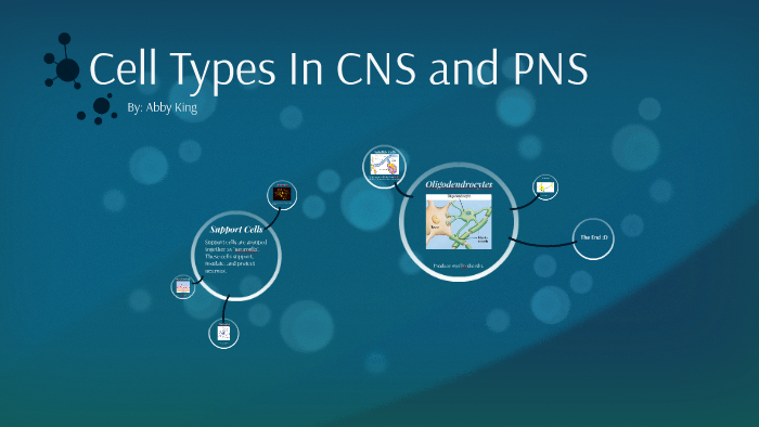 Cell Types In CNS and PNS by Abby King on Prezi