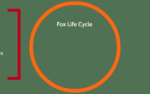 Fox Life Cycle by Joaquin Moreno on Prezi