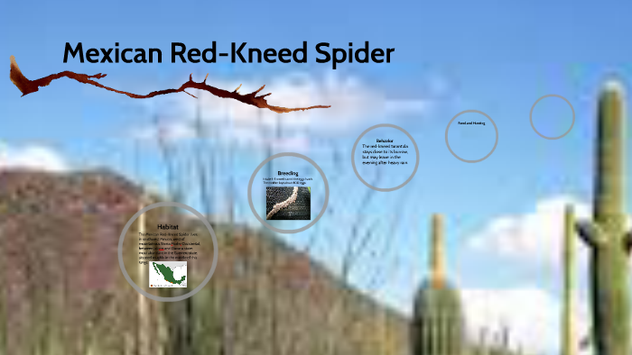 Mexican Red-Kneed Spider by Ian Mondragon on Prezi