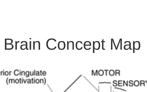 Brain Concept Map by Noah White on Prezi