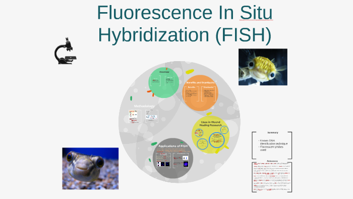 Fluorescence In Situ Hybridization by c c on Prezi