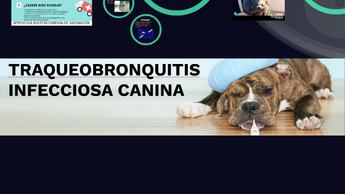 TRAQUEOBRONQUITIS INFECCIOSA CANINA by carlos cabello ramos on Prezi