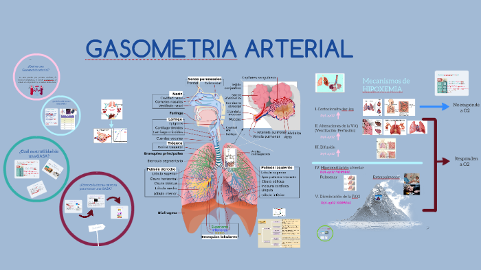 GASOMETRIA ARTERIAL by Karen Rivera Alvarado on Prezi