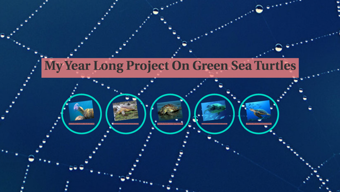 My Year Long Project On Green Sea Turtles by Olivia G on Prezi