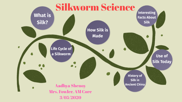 China Project - Silkworm Science by Aadhya Shenoy on Prezi