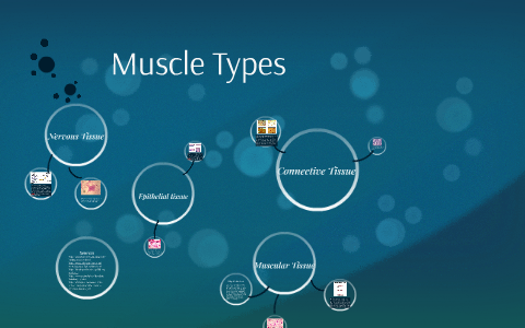 Muscle Types by Cheyenne Gasper on Prezi