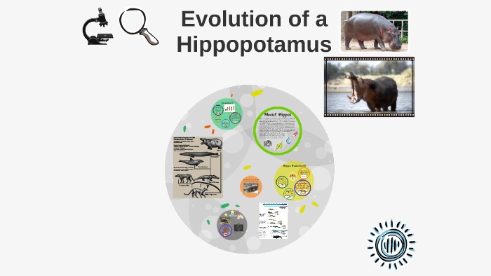 Evolution of a Hippopotamus by gabriella carrasquillo on Prezi