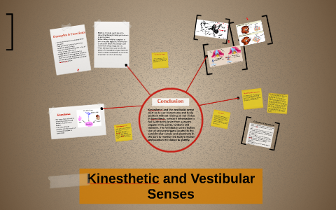 Kinesthetic and Vestibular Senses by Therese Samantha Co Ting on Prezi
