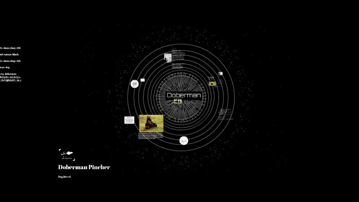Doberman Pinscher by Taylor Stannert on Prezi