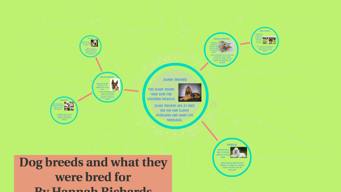 HUMANS IMPACT ON DOG BREEDS by Hannah Richards on Prezi
