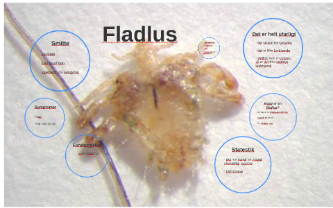 fladlus by Frederikke Solgaard on Prezi
