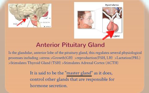Growth Hormone on the Anterior Pituitary Gland by Eddie Rascon on Prezi