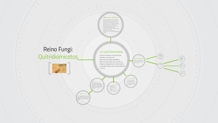 Quitridiomicetos by Sofia Barea on Prezi