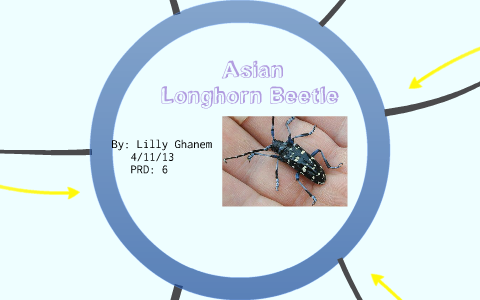 Asian Longhorn Beetle by: Lilly Ghanem Period 6 by lilly ghanem on Prezi
