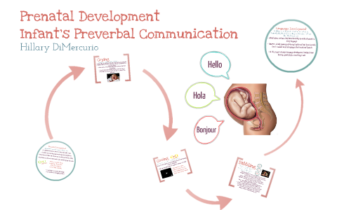 Prenatal Development - Infant's Preverbal Communication by Hillary ...