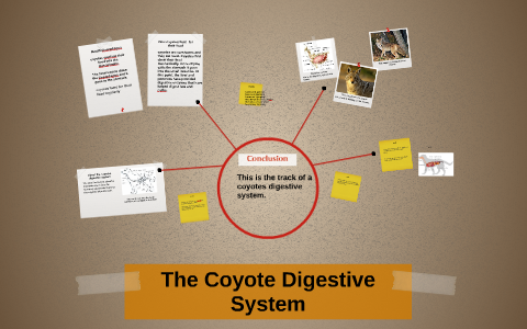 The Coyote Digestive System by Julie Van Der Heide on Prezi
